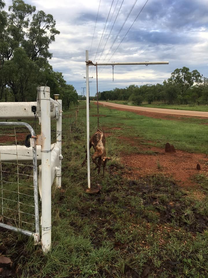 Dead wallaby strung up on rural Territory property fence - ABC News