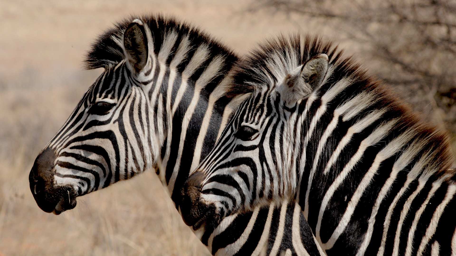 Why do zebras have stripes? New evidence points to a surprising reason ...