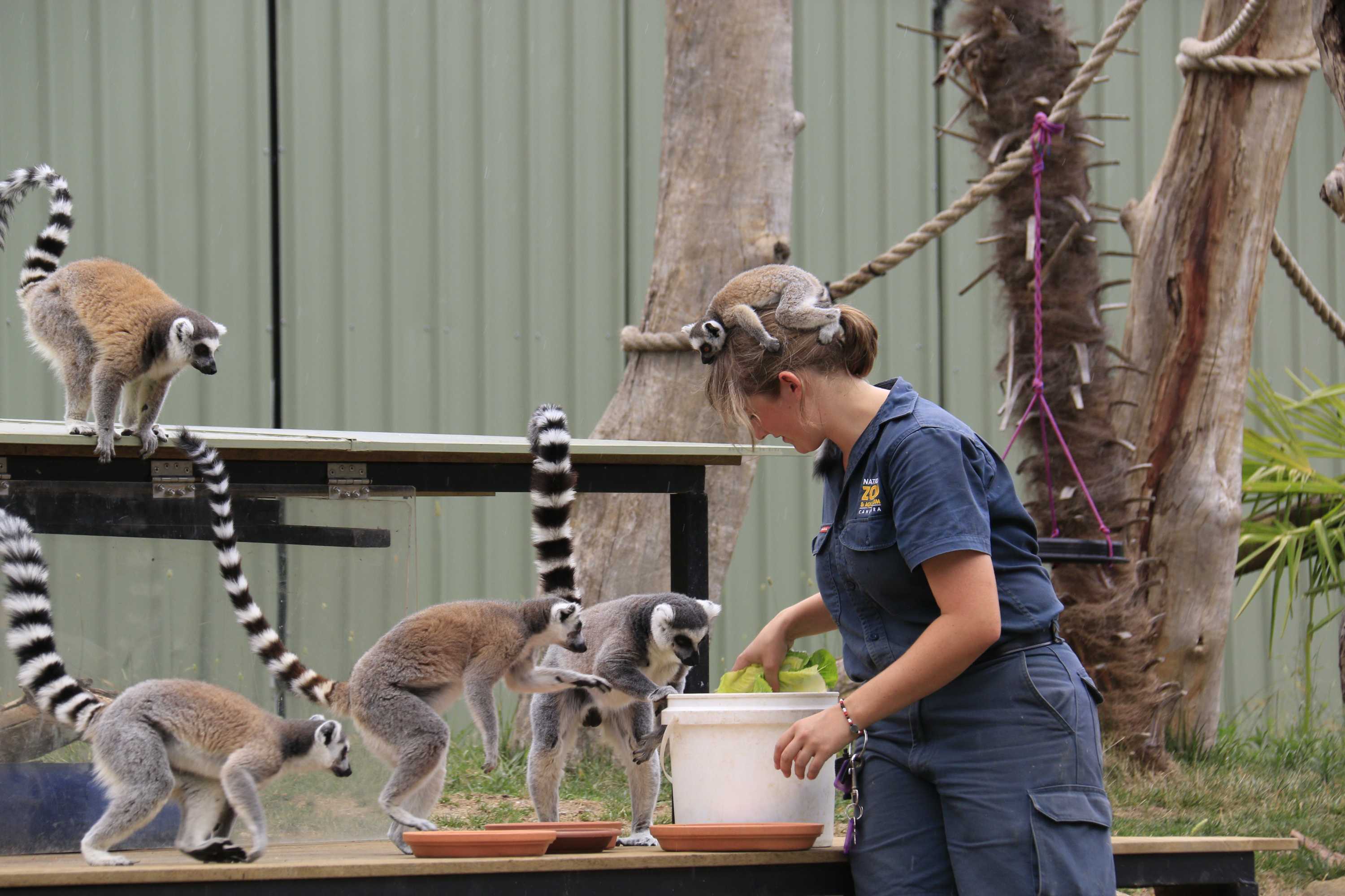 Baby lemur reunited with parents at the National Zoo - ABC News