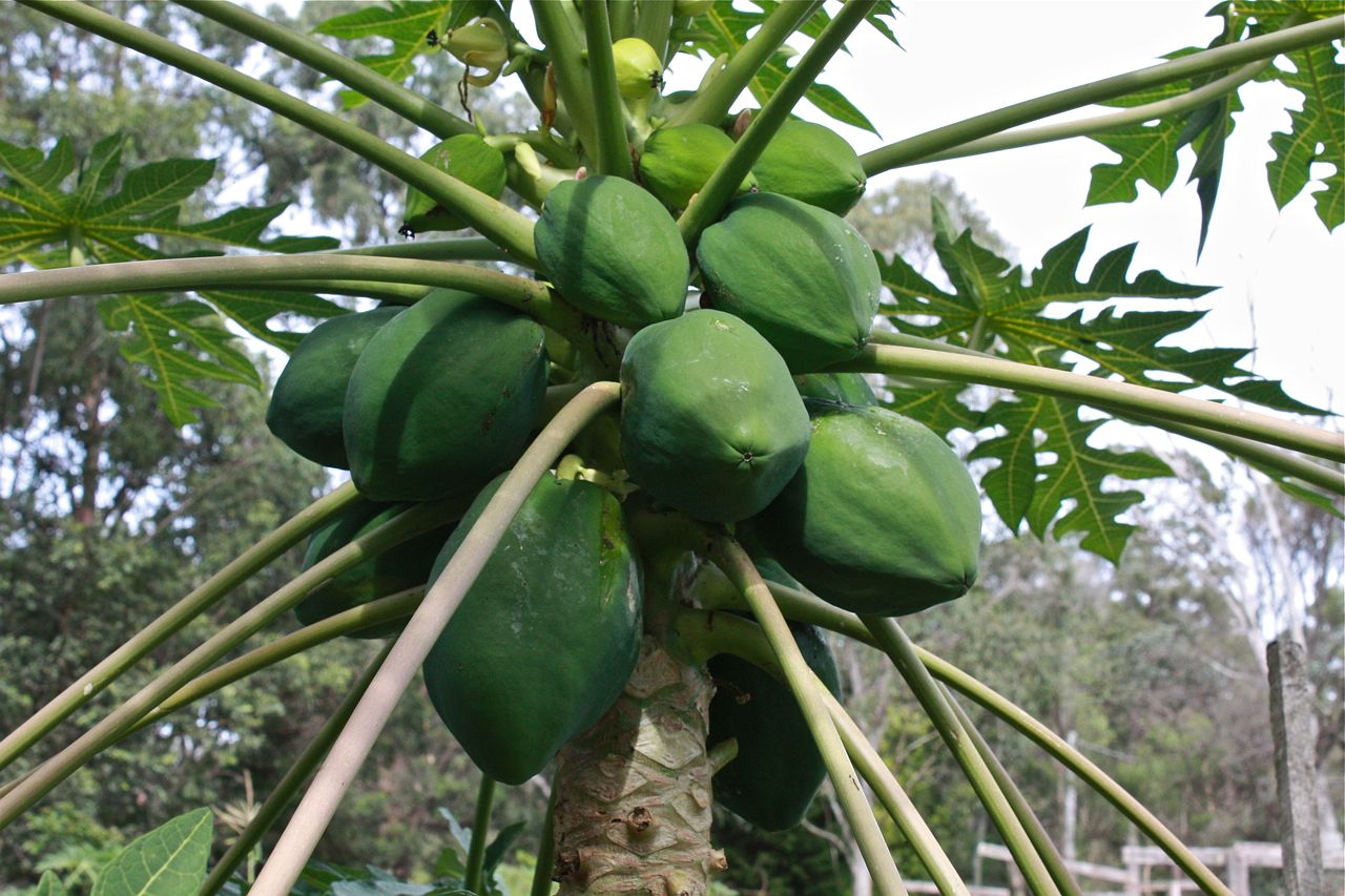 Record papaw production driven by drier, warmer weather and increased ...