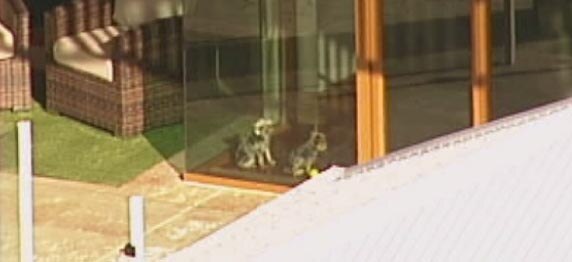 Johnny Depp's dogs: Media dodge sprinklers, flag food trucks as wait ...