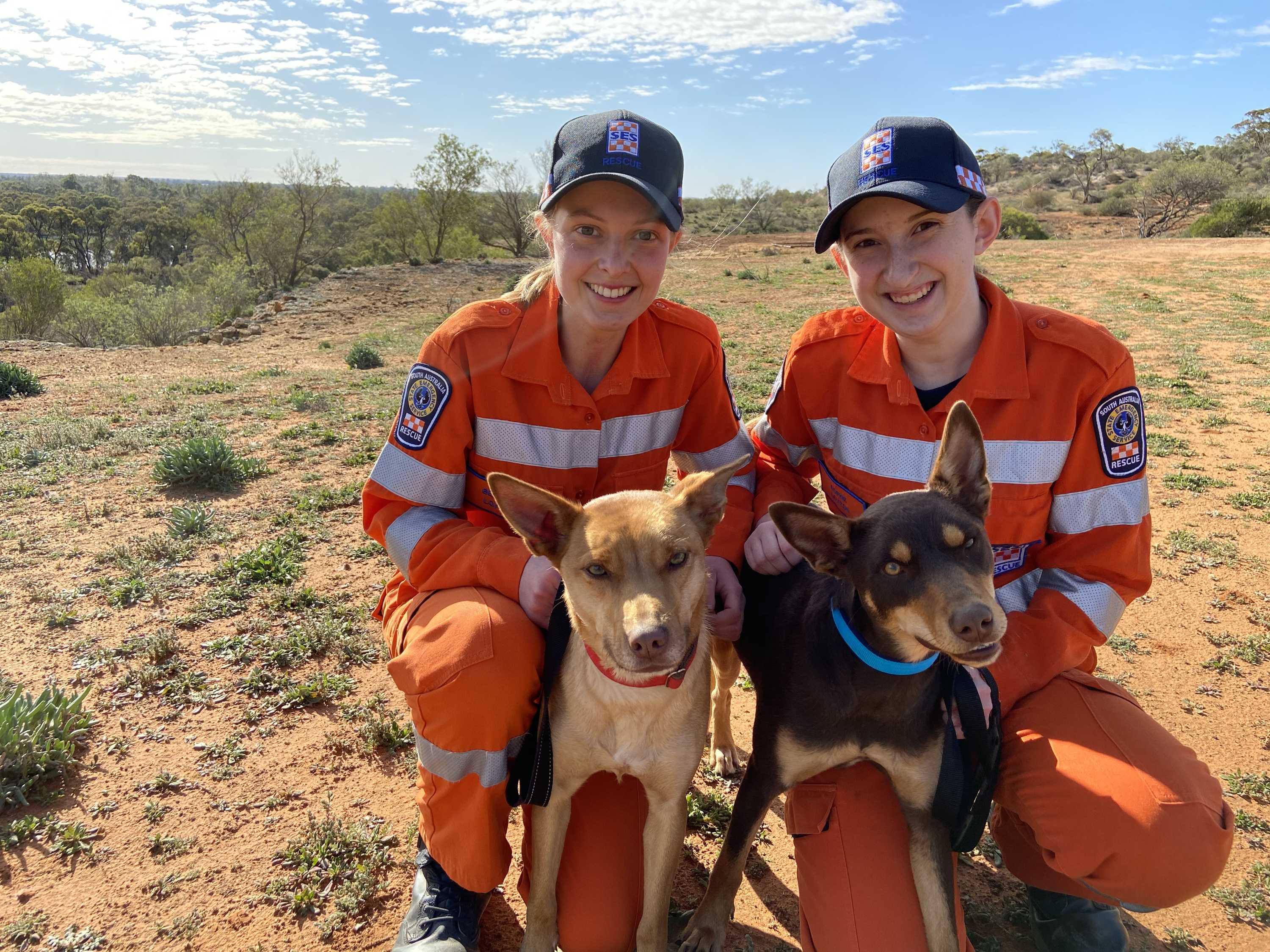 SES canine search team finds success as kelpie-training recruits named ...