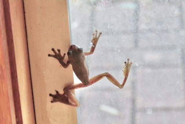 Dozens of frogs rescued from Wentworth home - ABC listen