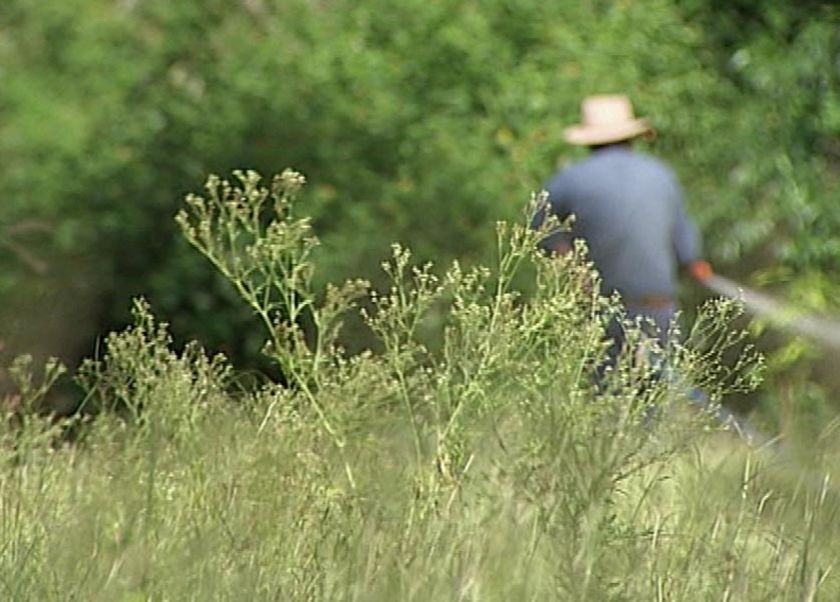 Forestry scraps controversial plans for aerial weed spraying near ...