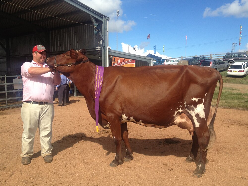 Miss Ruby wins dairy trifecta - ABC News
