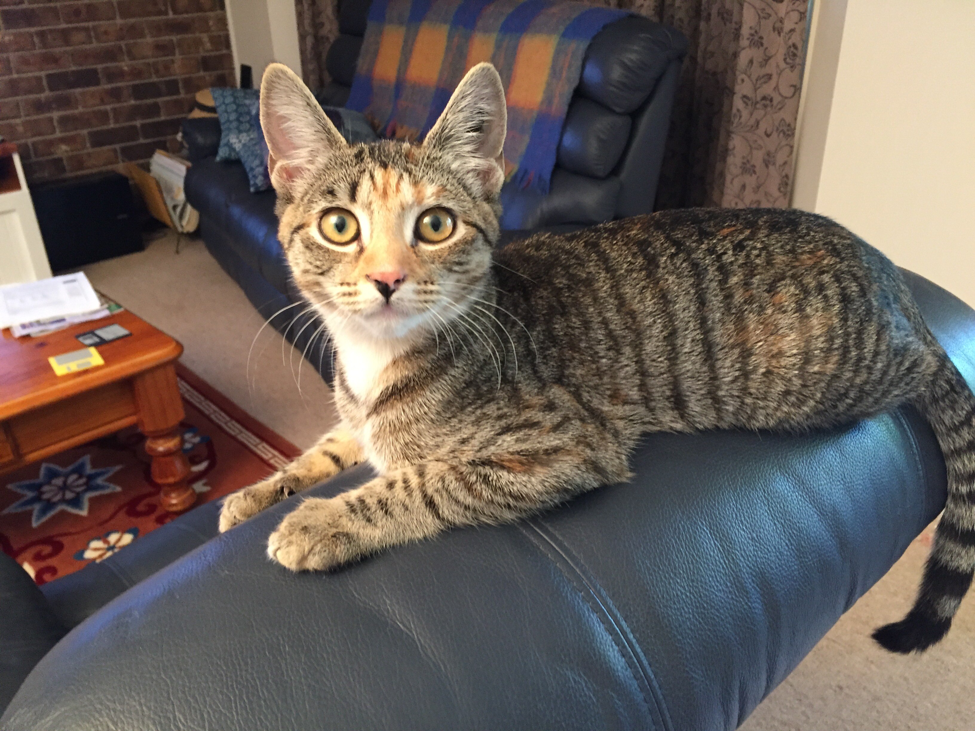 Patting could save your pet's life after owners detect 17.5 centimetre ...