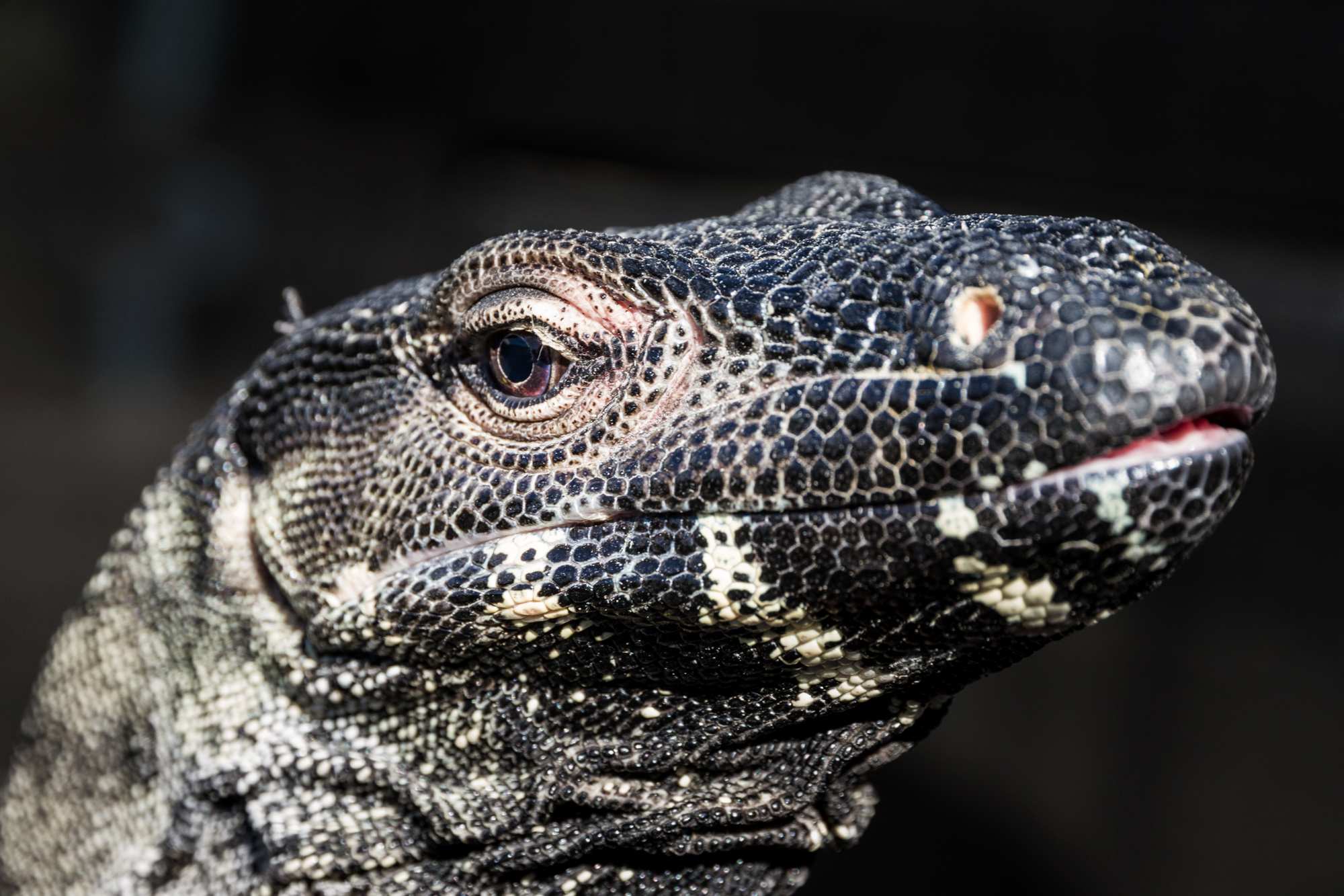 Chris Humfrey lives a wild life as a zoo owner and animal educator ...