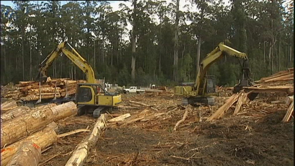 Forestry Tasmania's 'Plan B' - ABC News