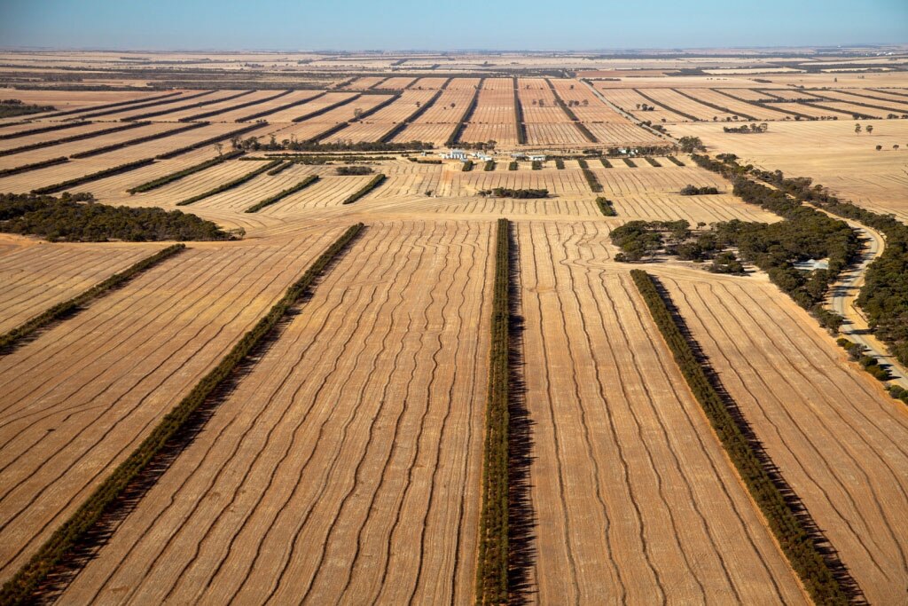 Biofuel made from oil mallee trees could be viable source of jet fuel ...