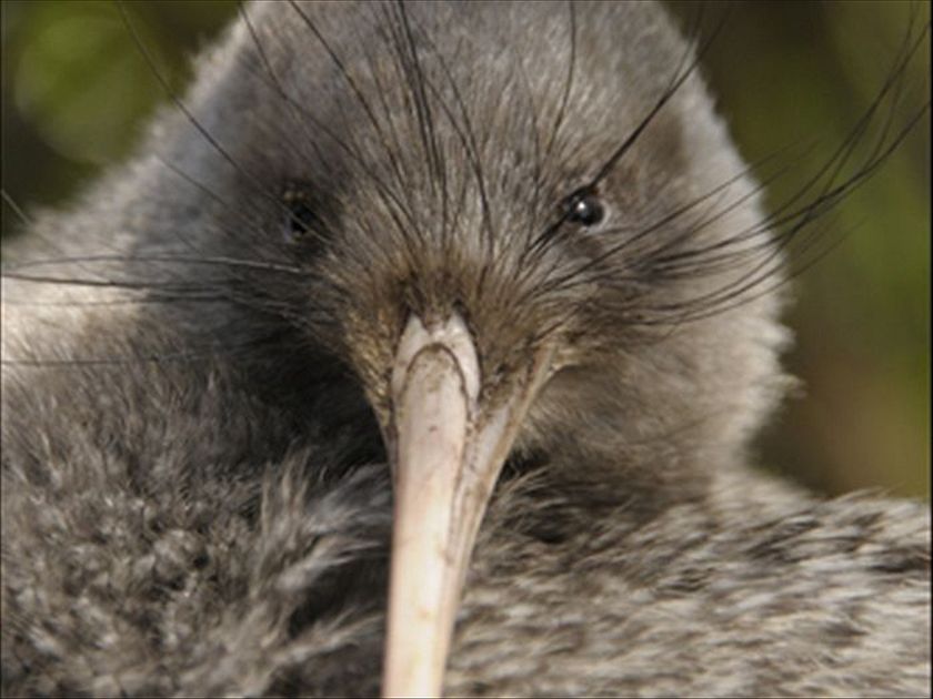 Court finds Australian slur not racist after all - ABC listen