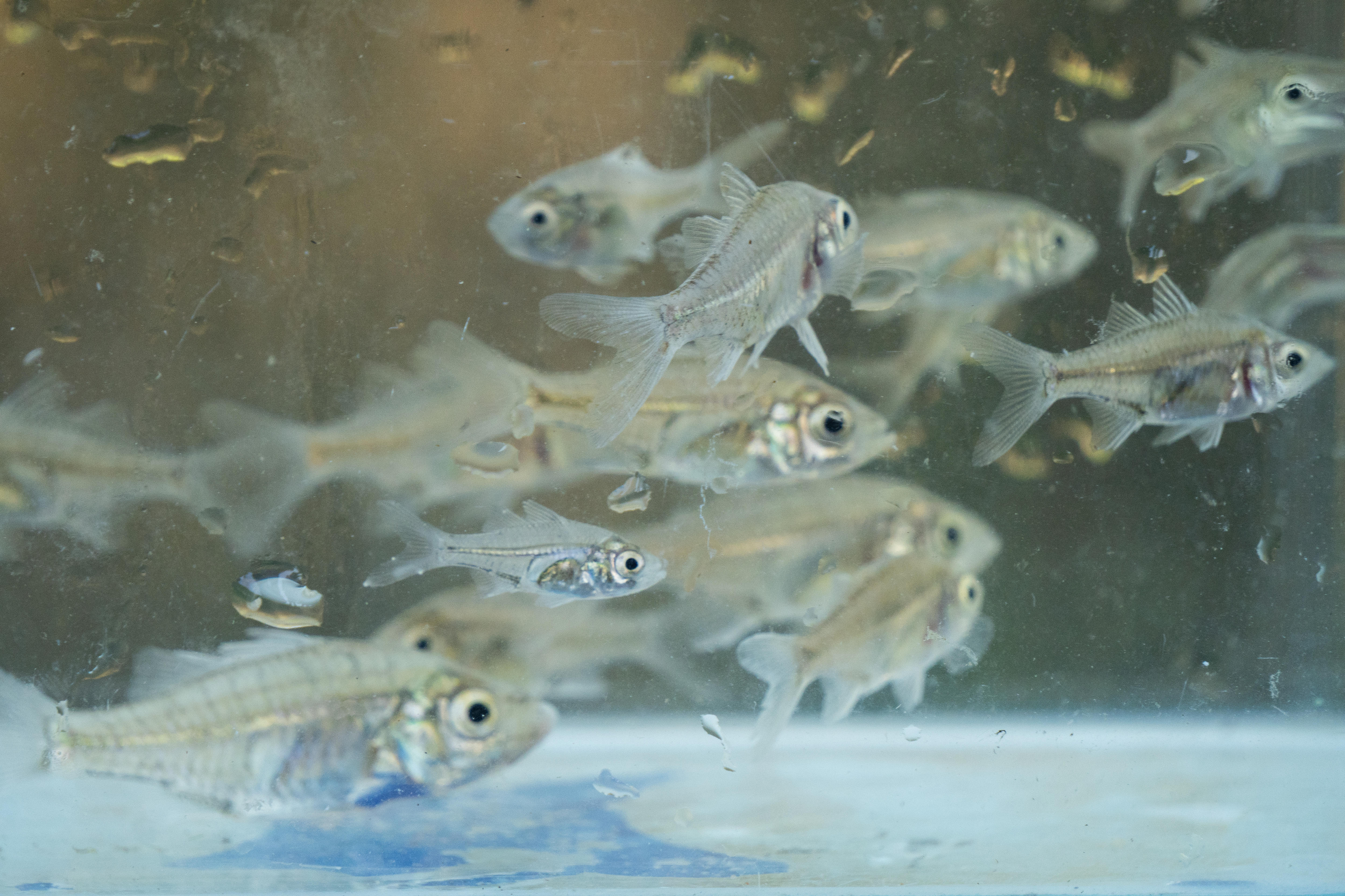 South Australian golf course becomes a sanctuary for endangered fish ...