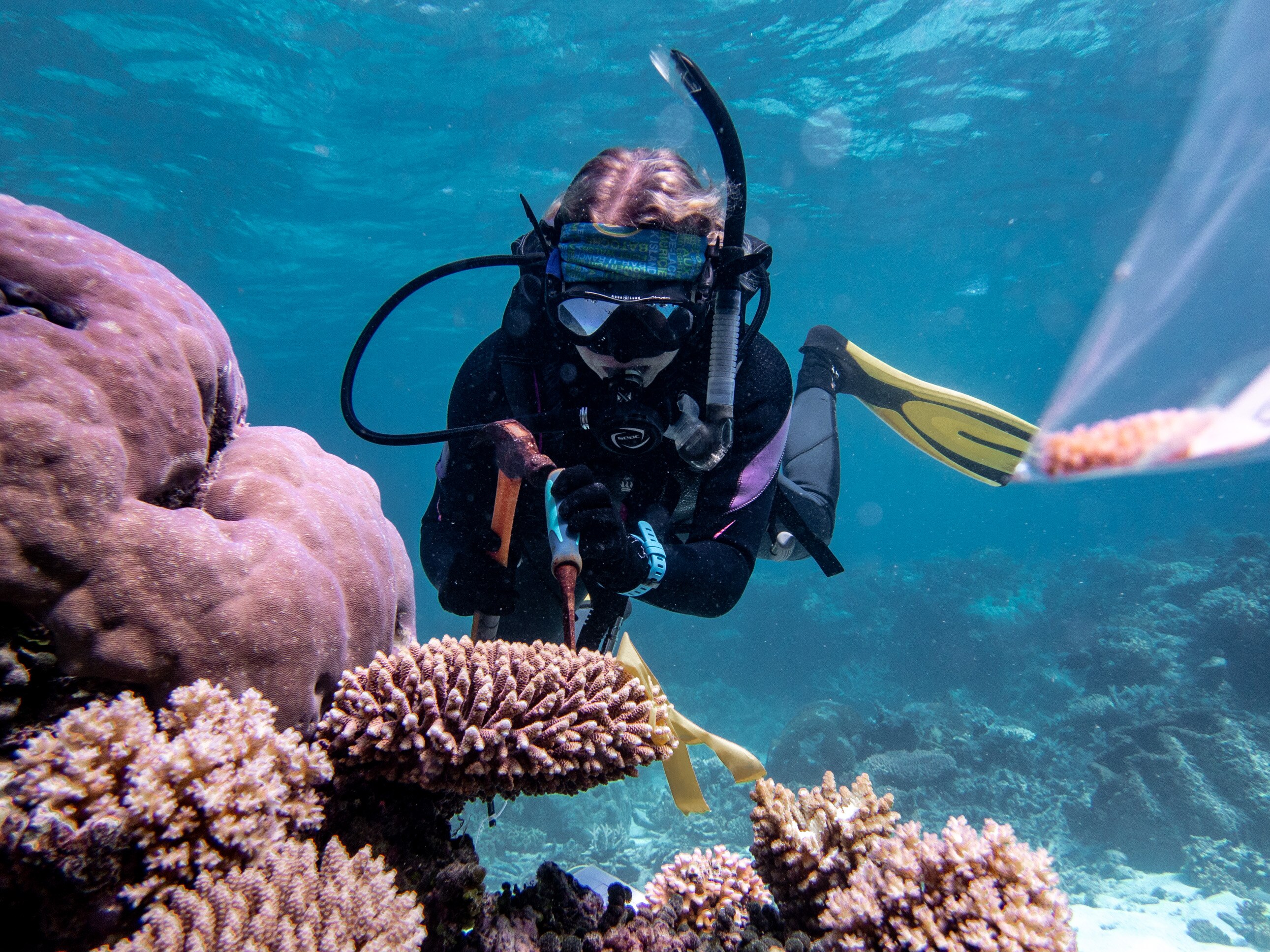 Coral bleaching is real, so researchers are trying to find out if ...