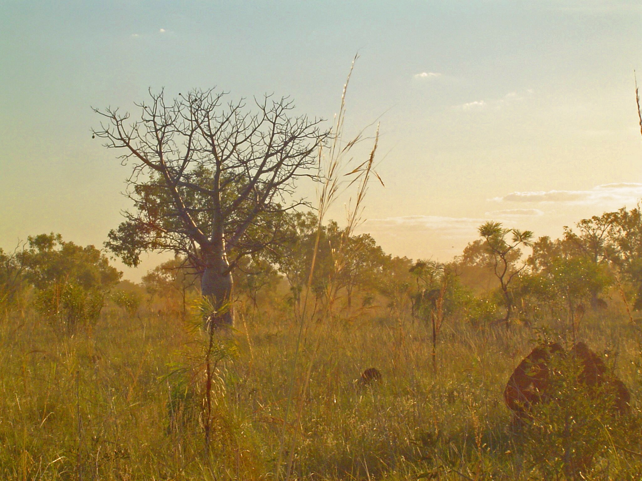 Police launch search for missing Kimberley man Nigel Buck - ABC News