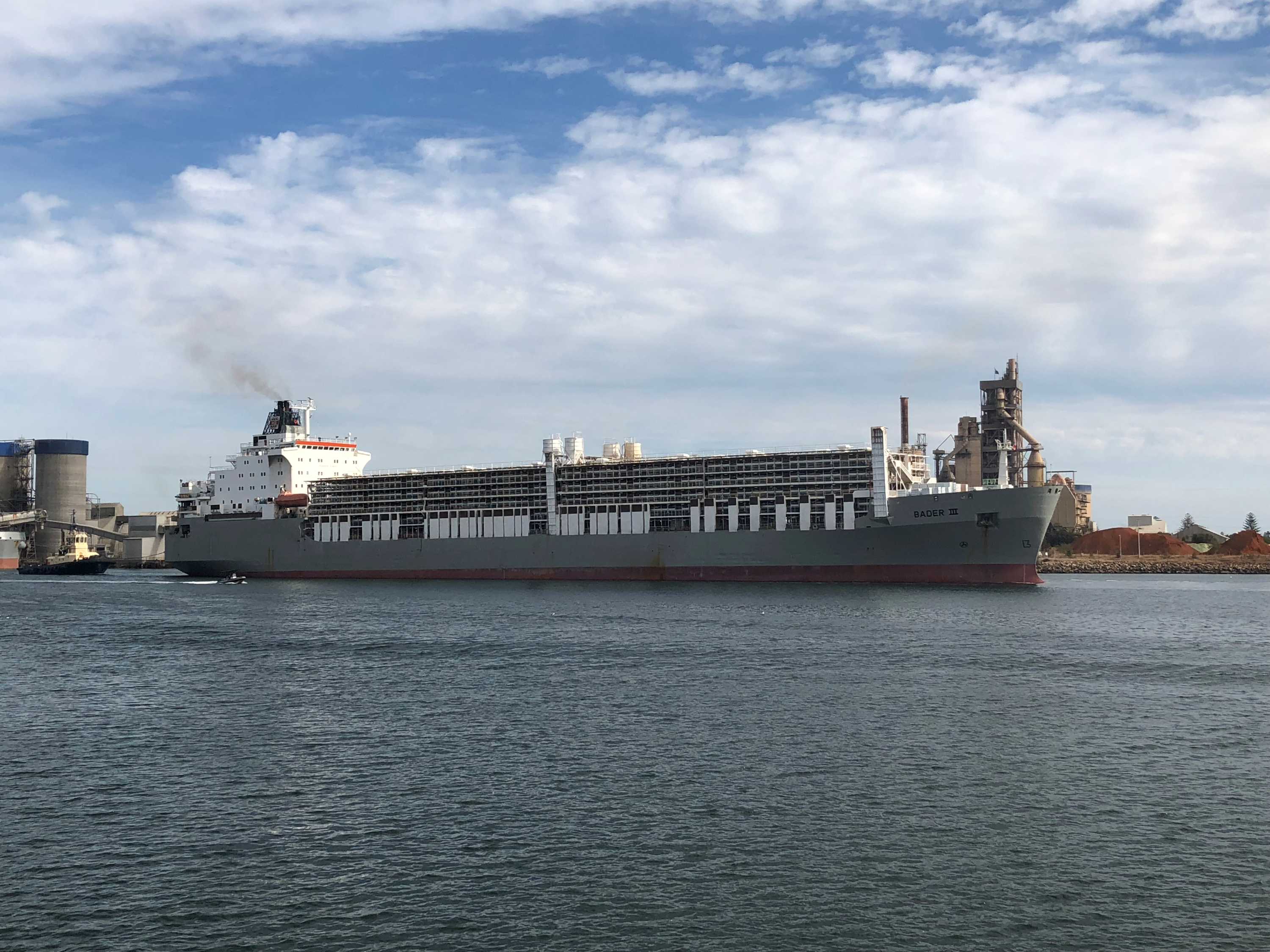 Live export ship departs Adelaide for Fremantle amid calls for an ...
