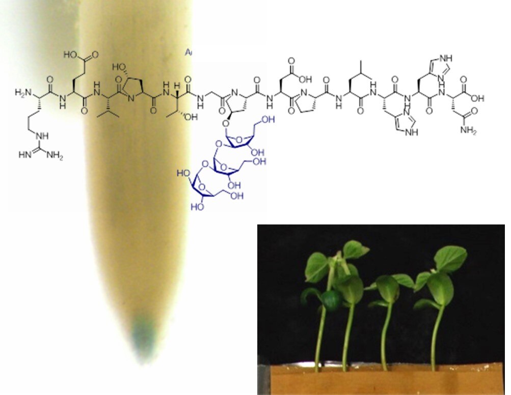 Steroids for crops? Not quite, but peptides could revolutionise how ...