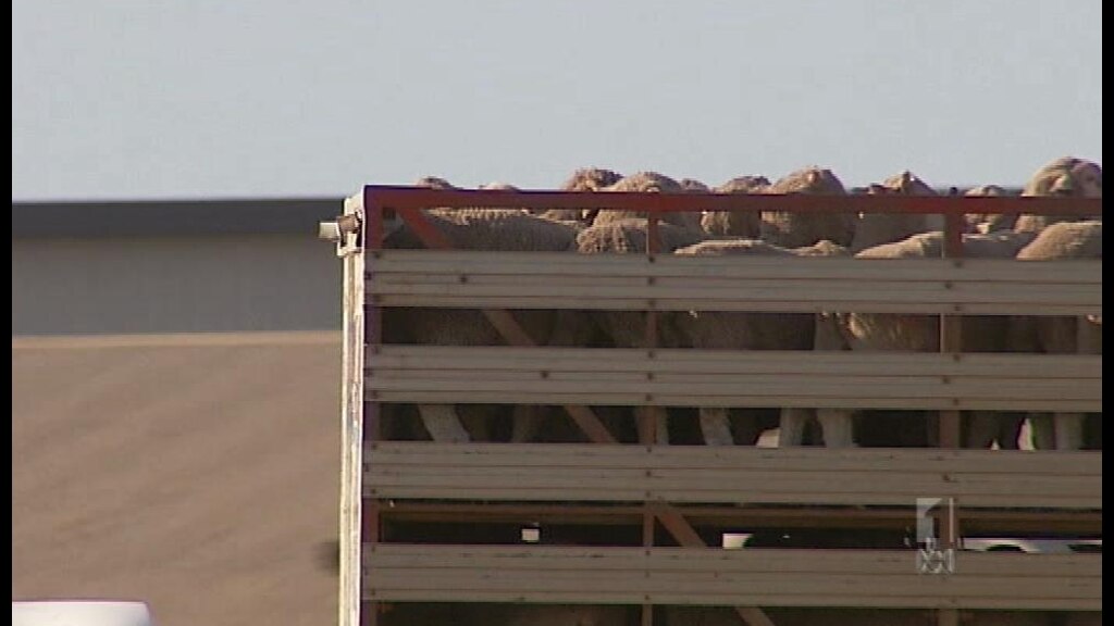 Stranded sheep on the move - ABC News
