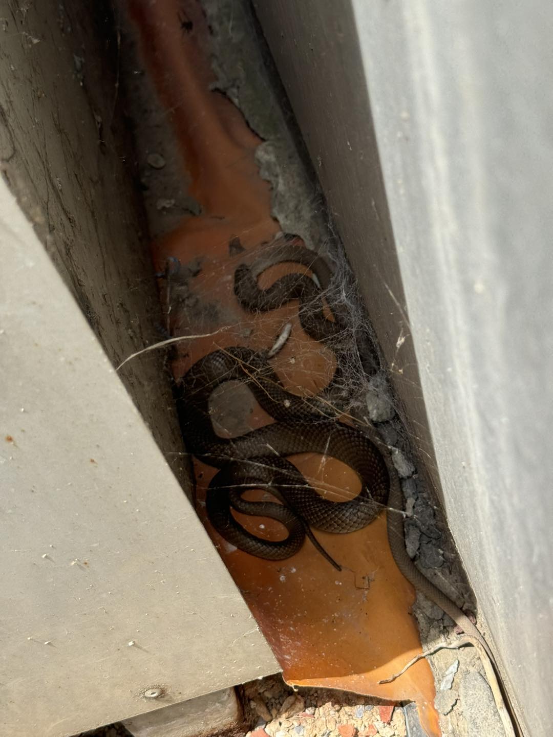 Eastern brown snake captured while eating another of the same species ...