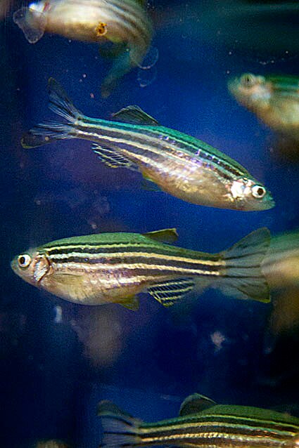 Tropical zebrafish used to test in Duchenne muscular dystrophy ...