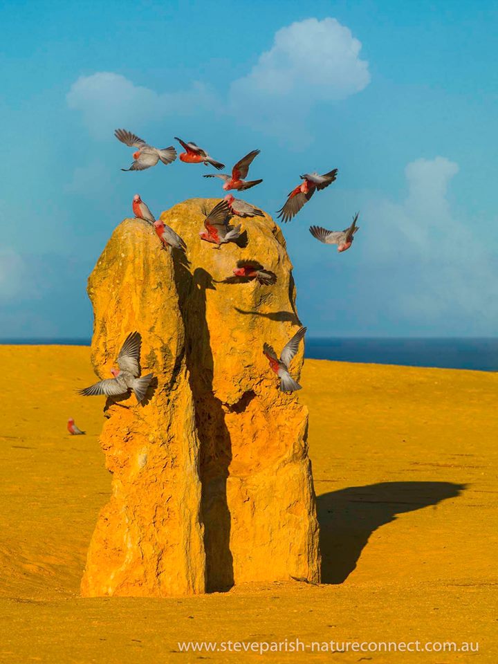 Photographer Steve Parish focuses on helping others through mental ...