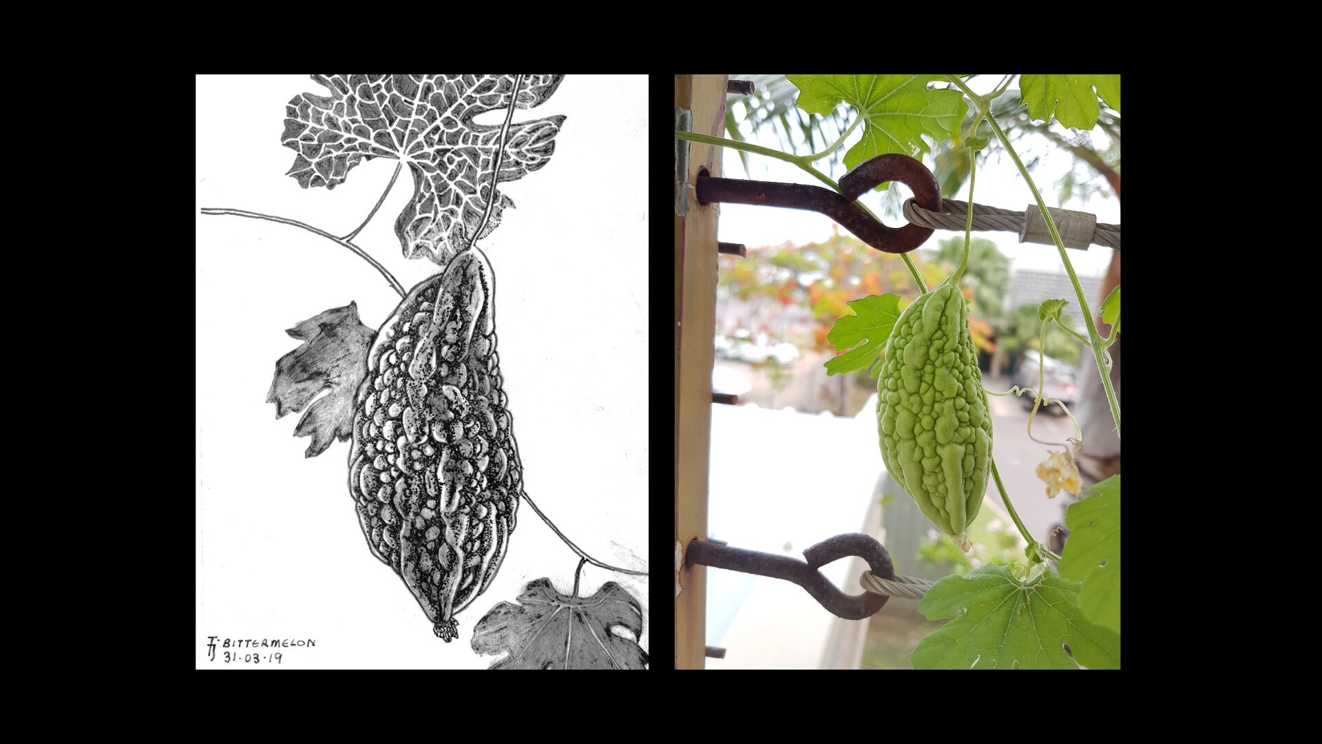 Darwin market guide: Dragon fruit - ABC listen