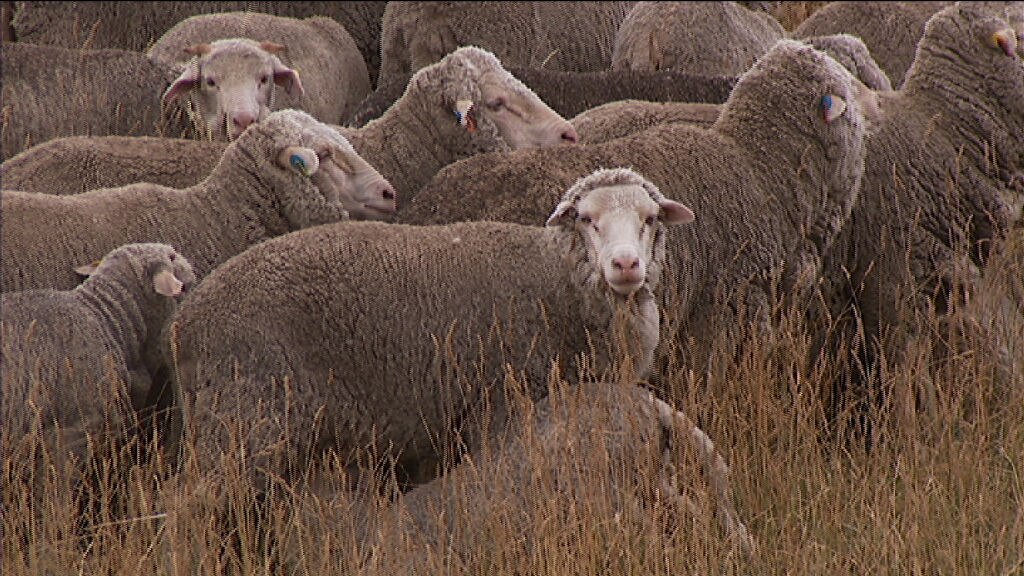 A Sheep Called Alice - ABC News