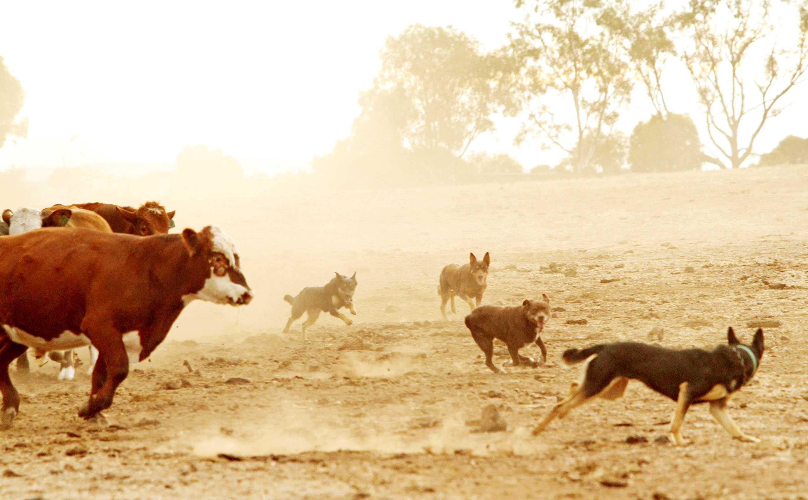 National Kelpie trial in South Australia - ABC News