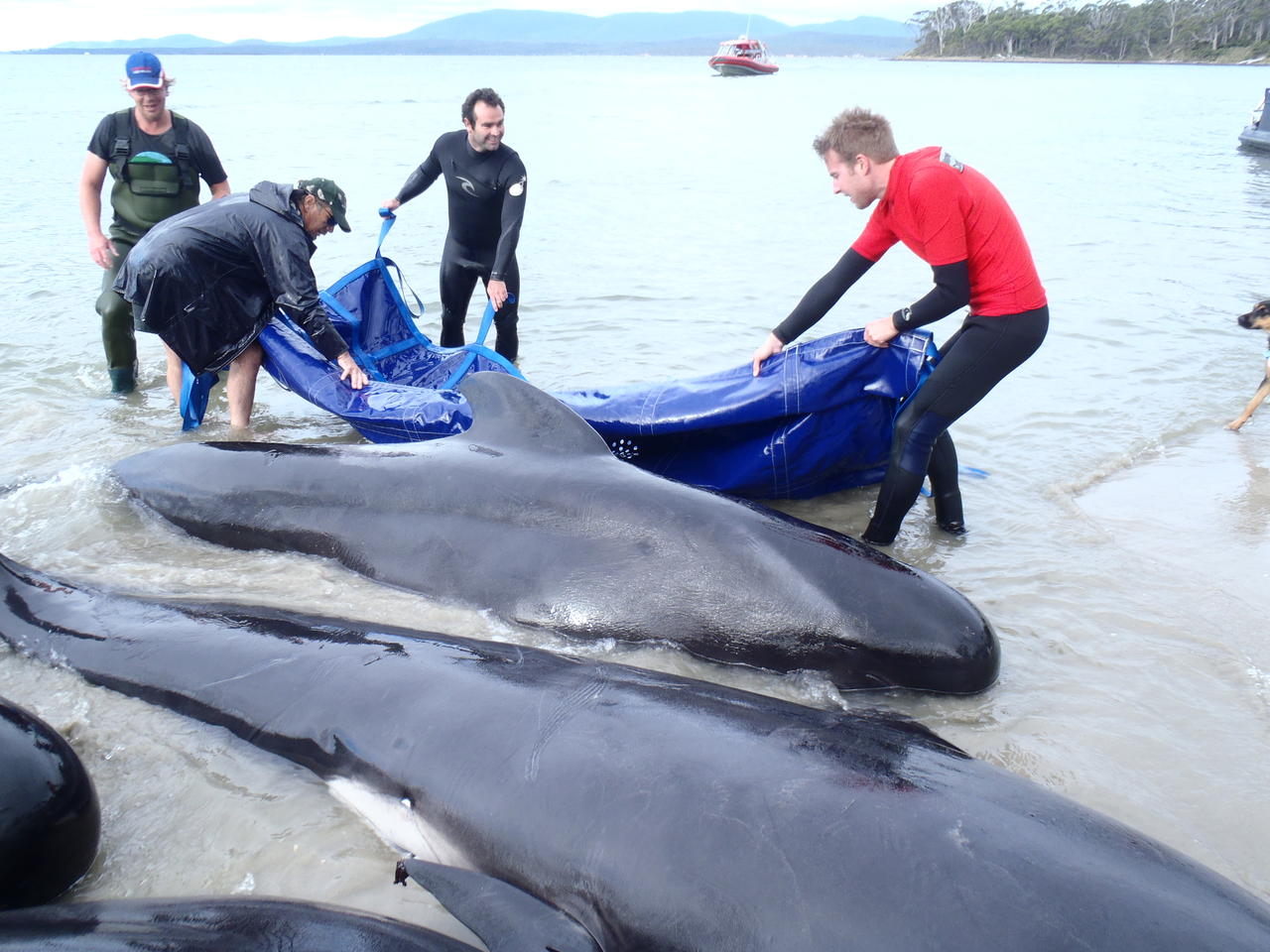 Whale strandings improve scientists' knowledge - ABC News
