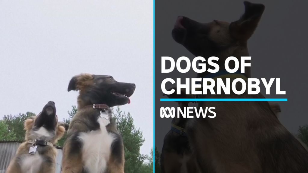 Scientists hope to learn new tricks from dogs from radioactive ...