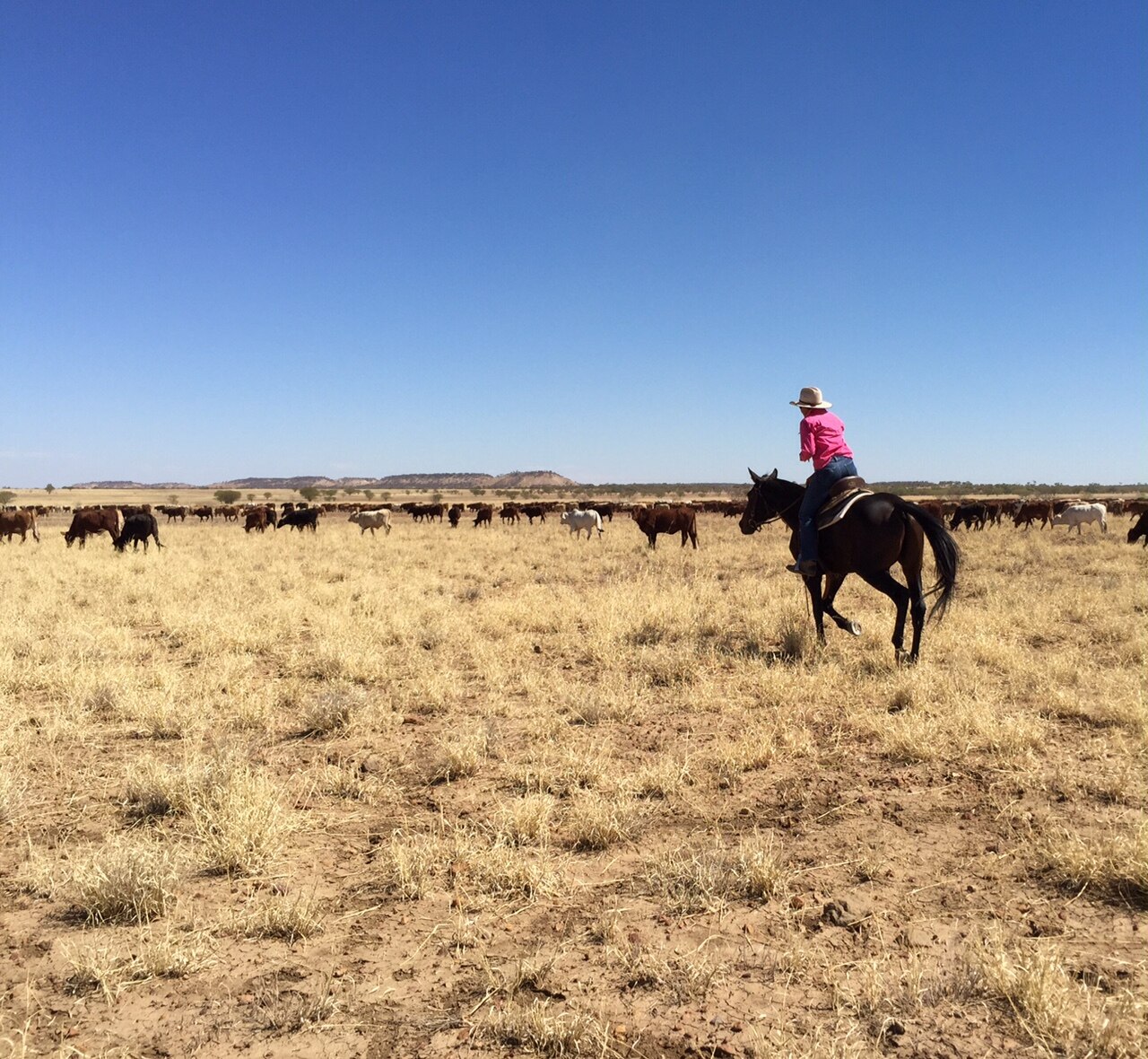 Walking 1,200 cattle 150 kilometres for the Winton Campdraft - ABC News