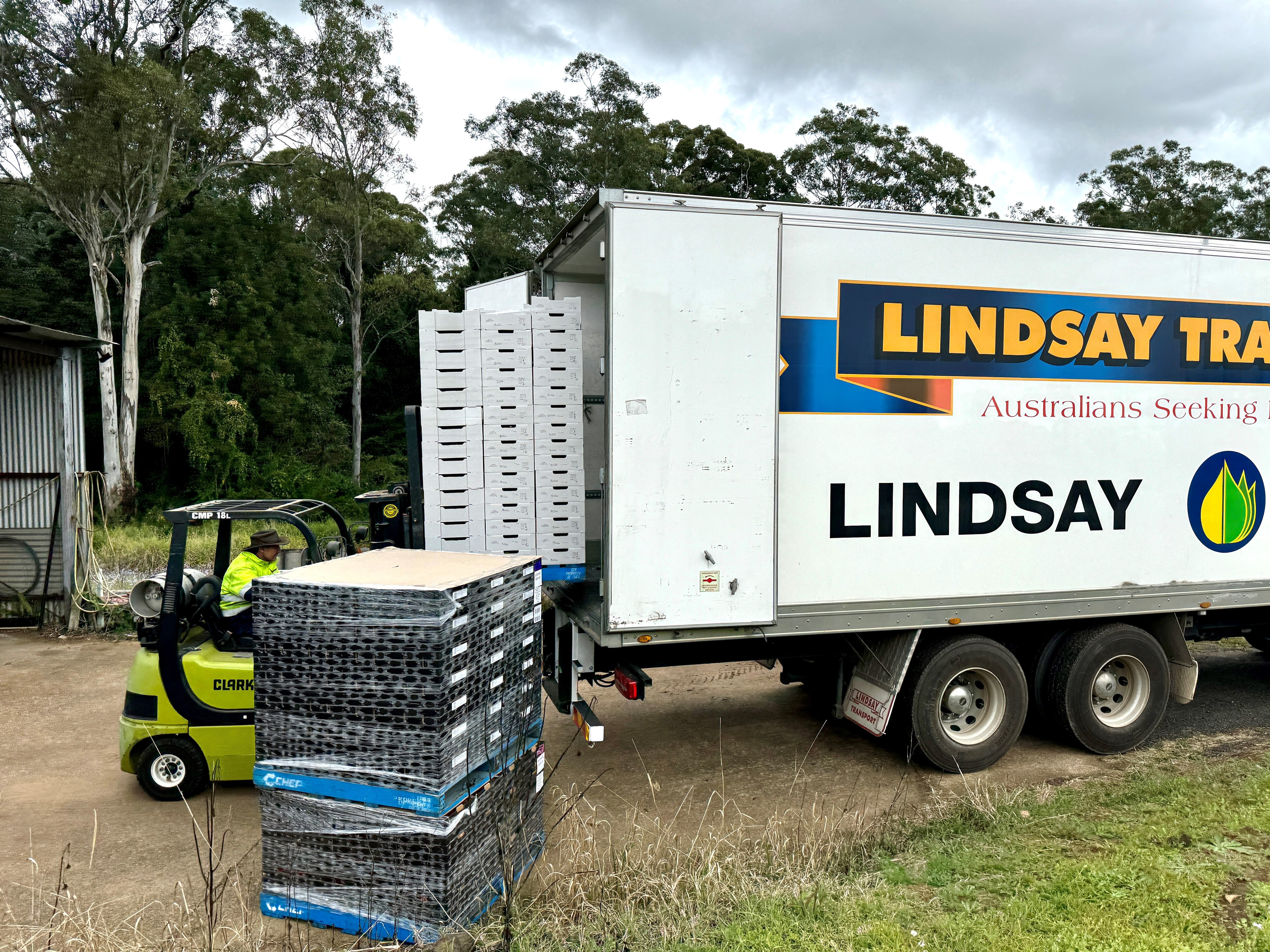 Avocado plant producing giant fruit set to hit nursery shelves - ABC News