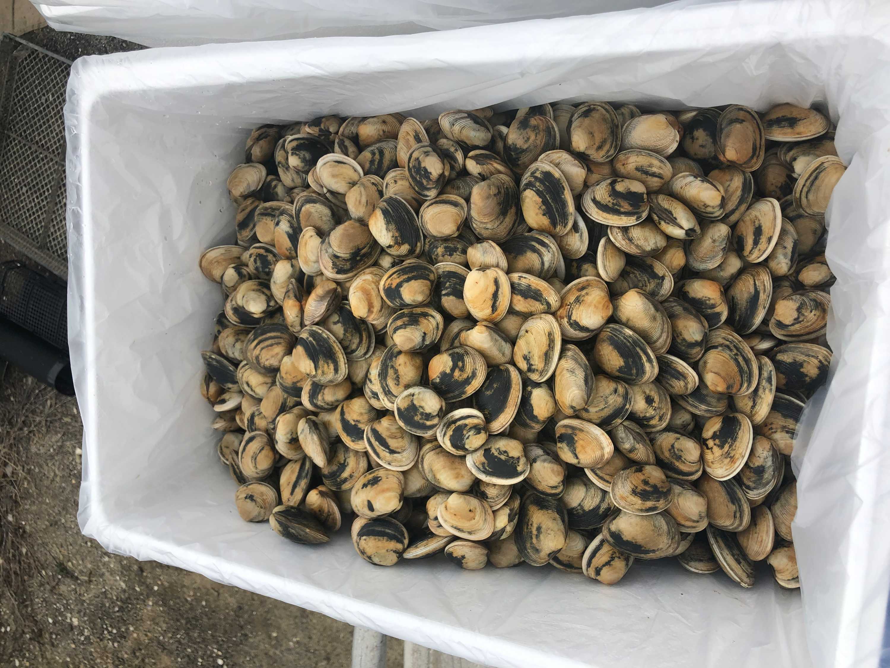 Tasmanian clams and sea urchin roe special treats at the 2020 Delicious ...