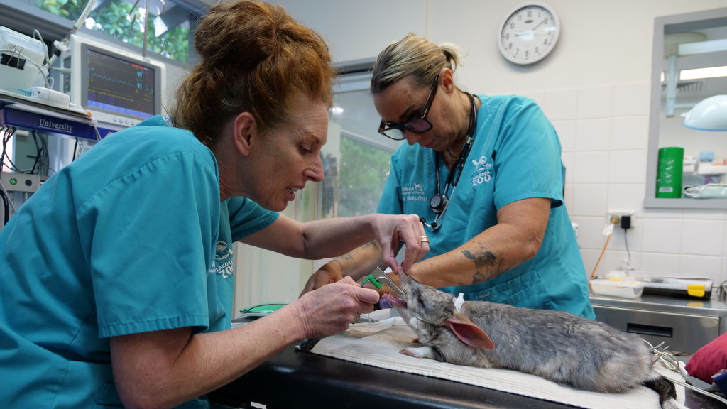 The best part of being a wildlife veterinarian - ABC News