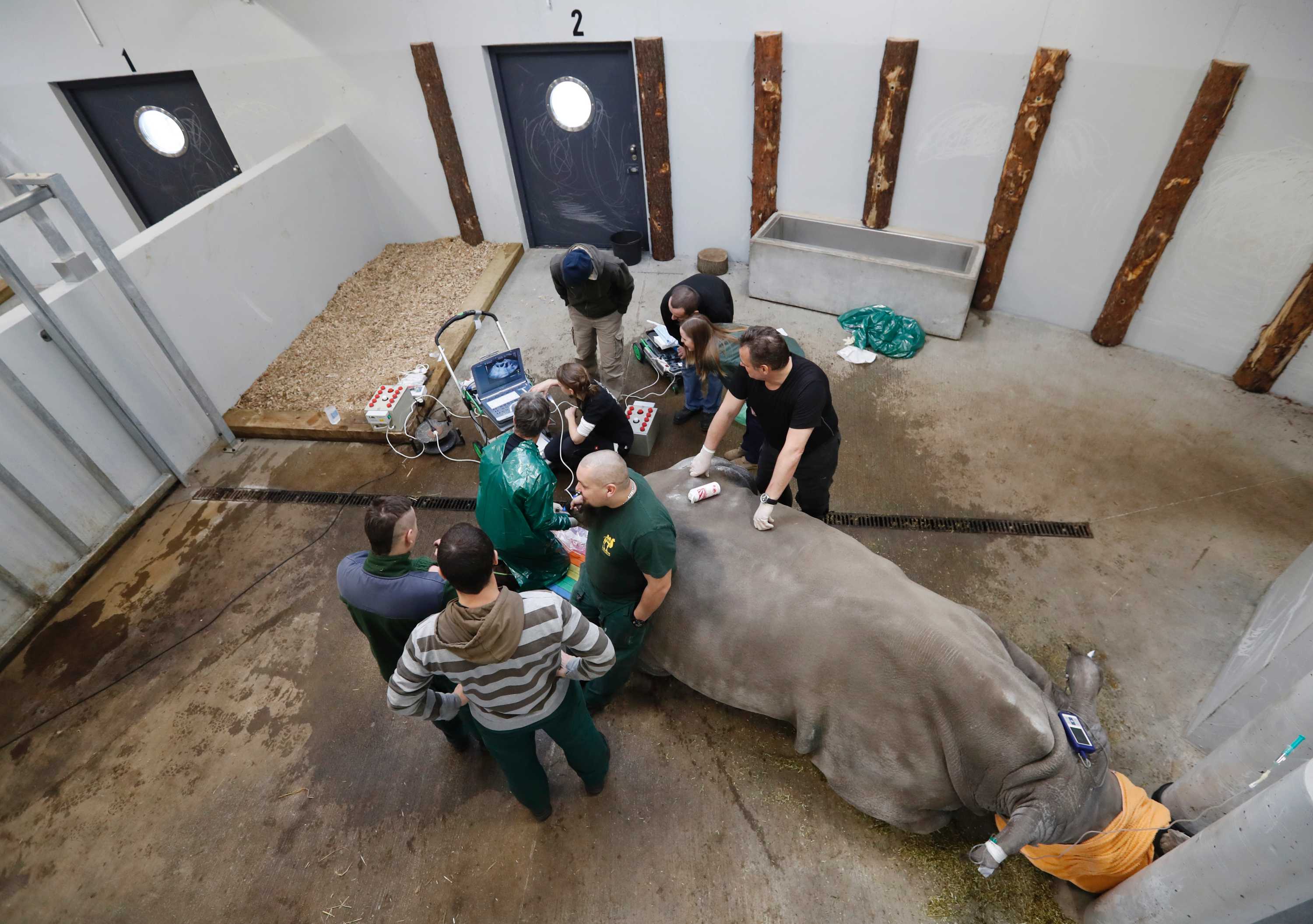 Test tube rhino successfully transferred by scientists sparking new ...