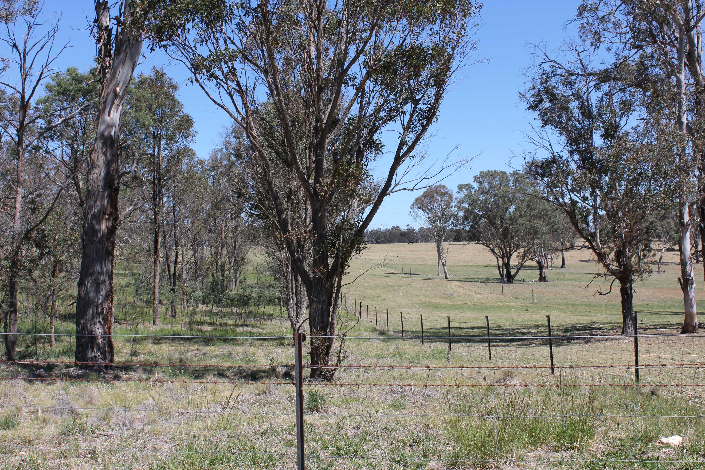 Virtual fencing could lead to a farm with no fences and the 'holy grail ...