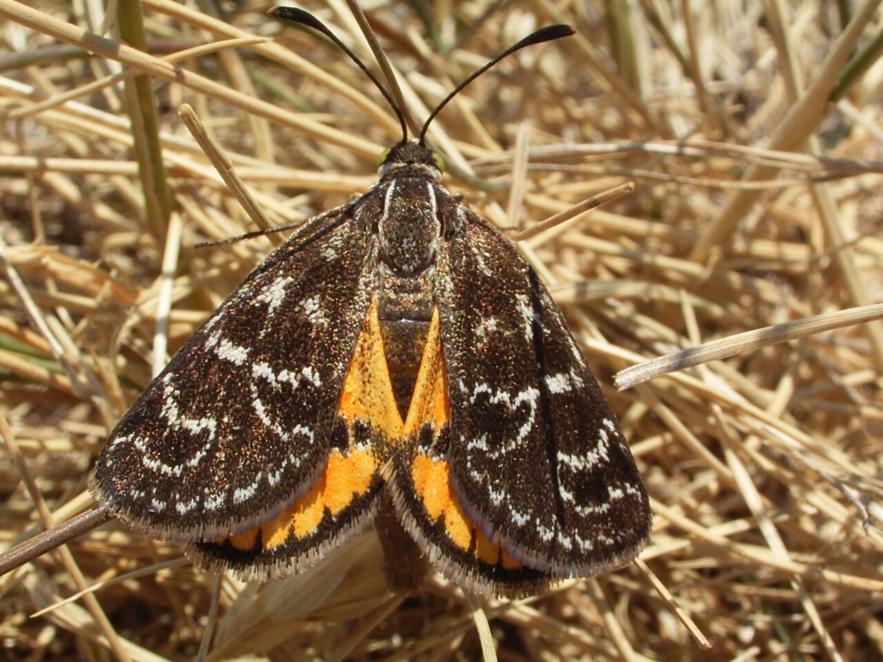 Critically endangered golden sun moth to be studied by council after ...