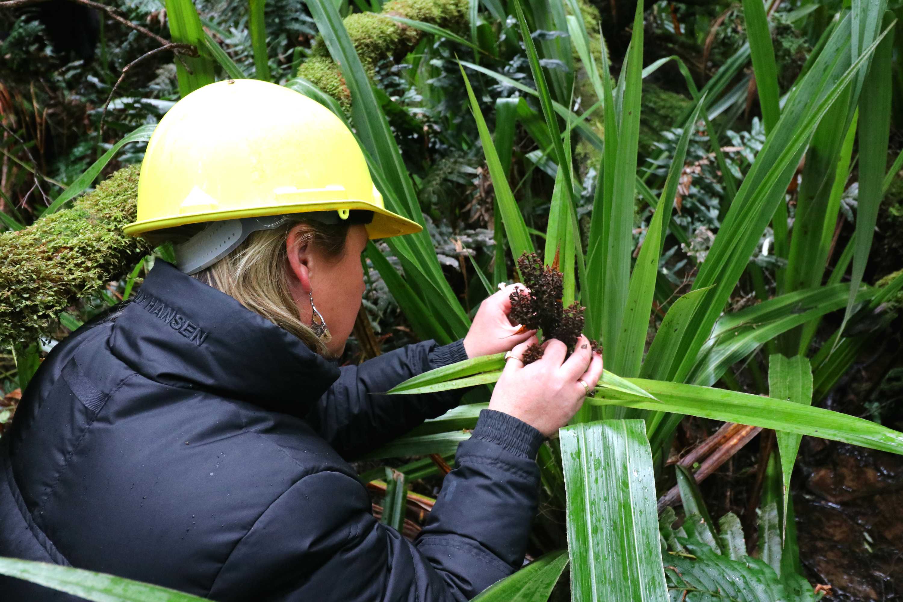 Otway rainforest's tall astelias have power to thrive if given a little ...