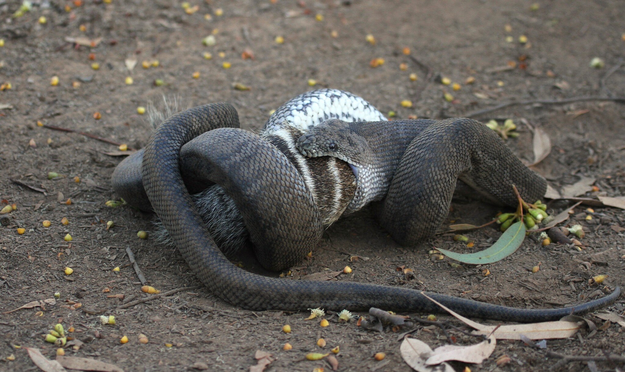 Nature photographer captures snake devouring critically endangered ...