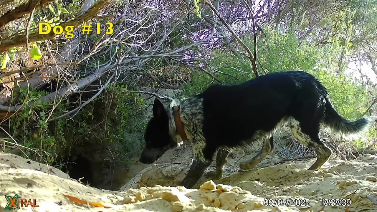 Dogs filmed at wombat burrows in San Remo - ABC News