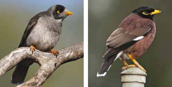 Indian myna's spread raises Invasive Species Council fears the pest is ...