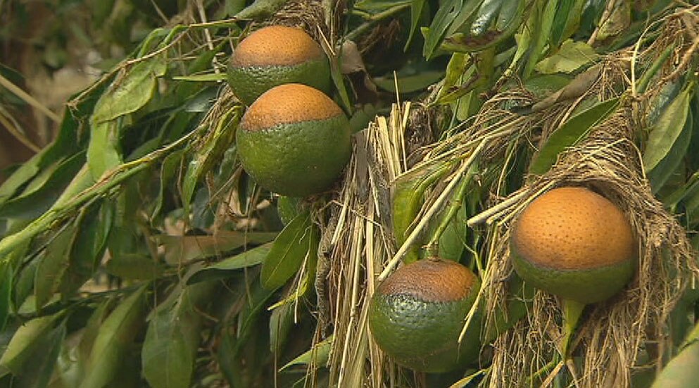Citrus growers in Queensland's Wide Bay struggle amid drought, rising ...