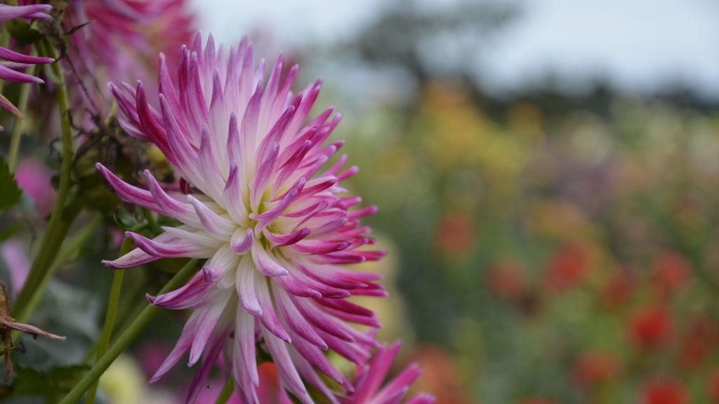 New dahlia varieties named after people with brain cancer - ABC News