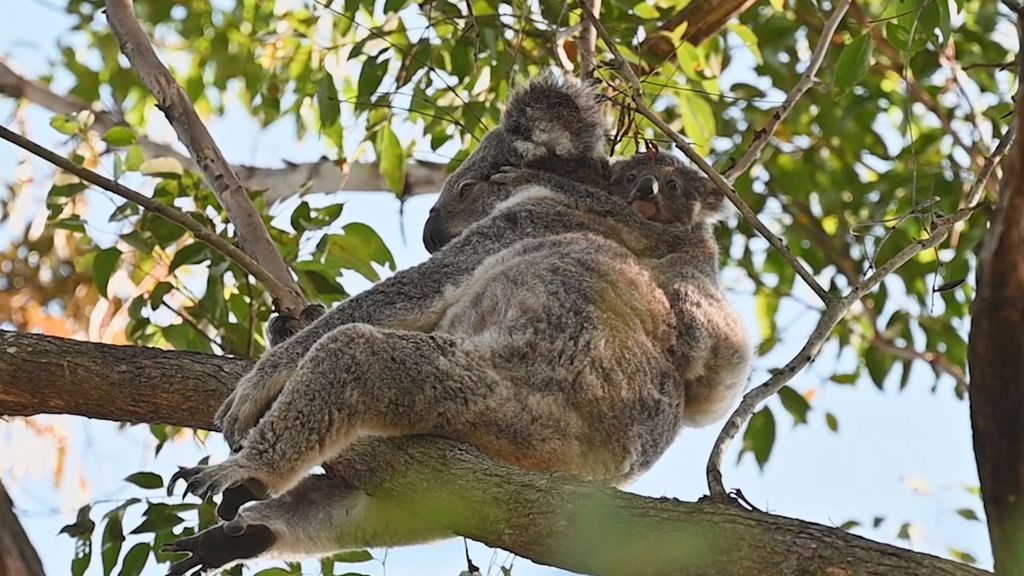 Thermal drone surveys reveal one of the most significant koala colonies ...
