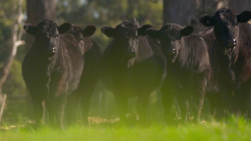 Are plant-based proteins the future of food? - ABC News