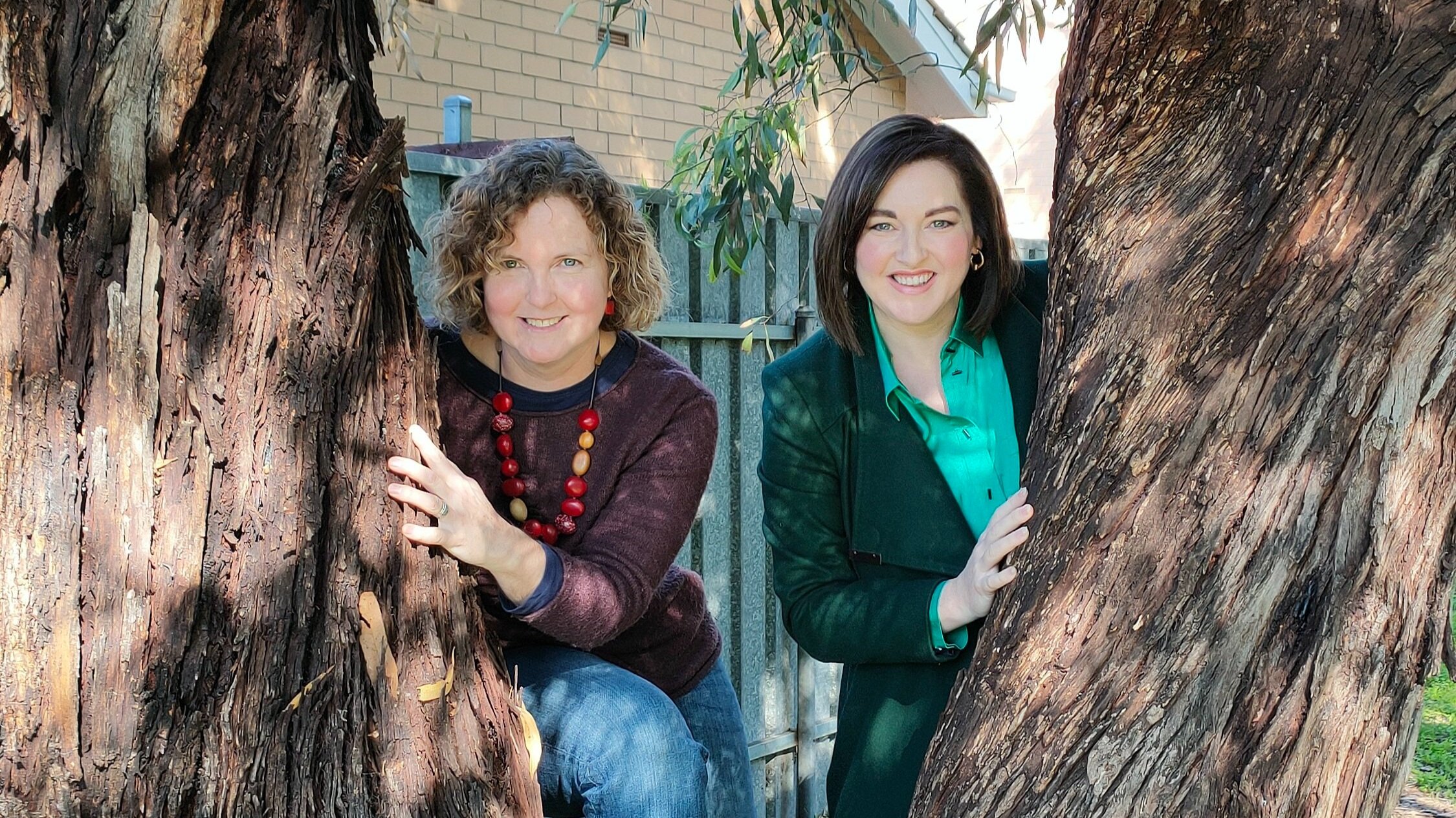 300-year-old grey box trees saved in Black Forest - ABC listen