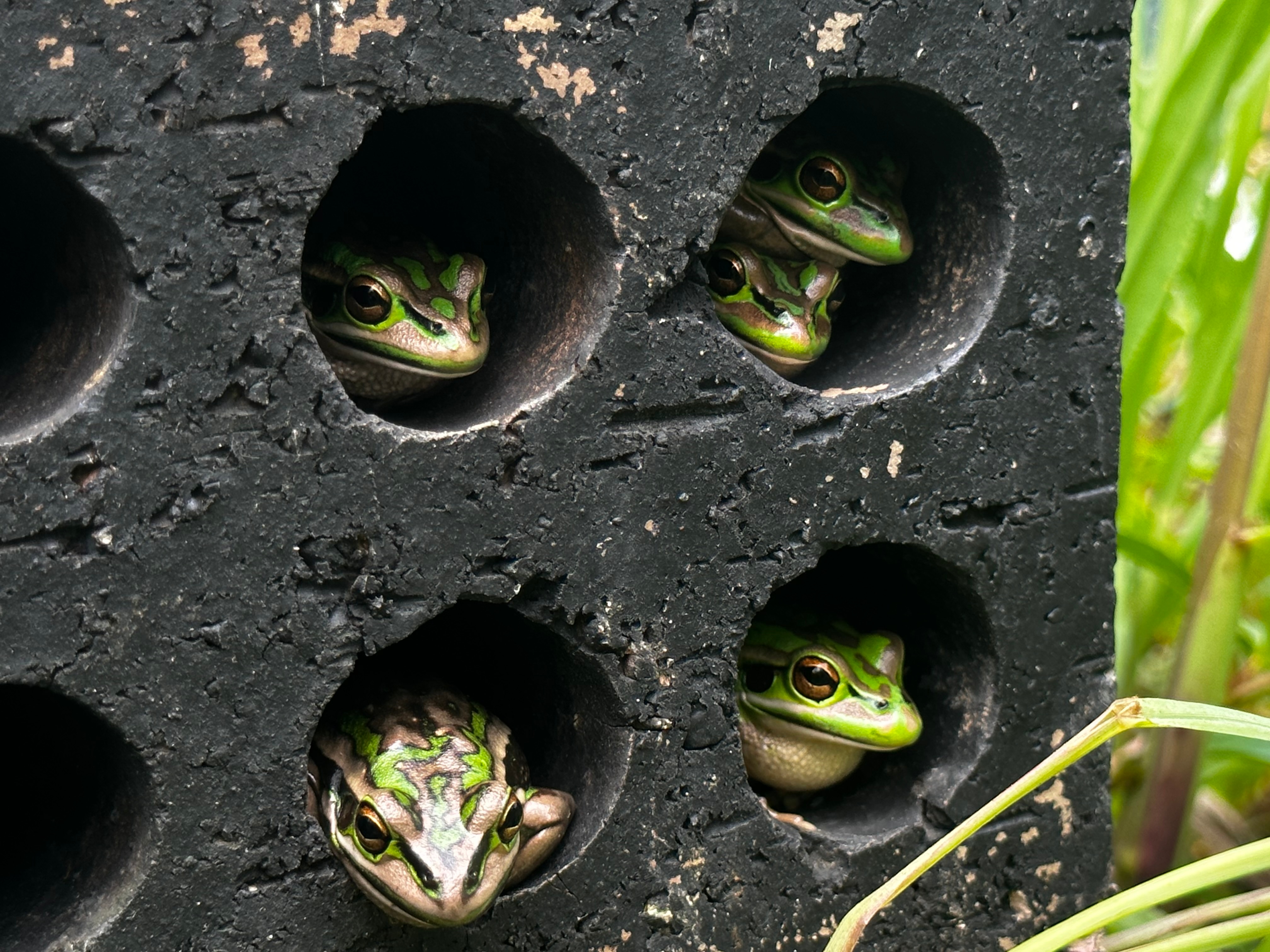 Frogs beat deadly fungus by using garden 'saunas' - ABC listen