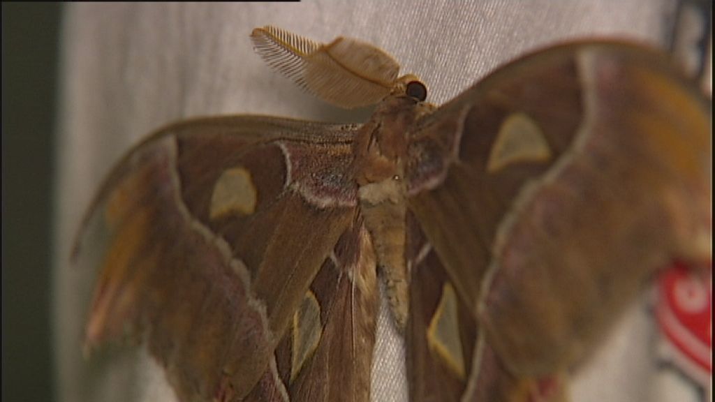 Mammoth moths revival - ABC News