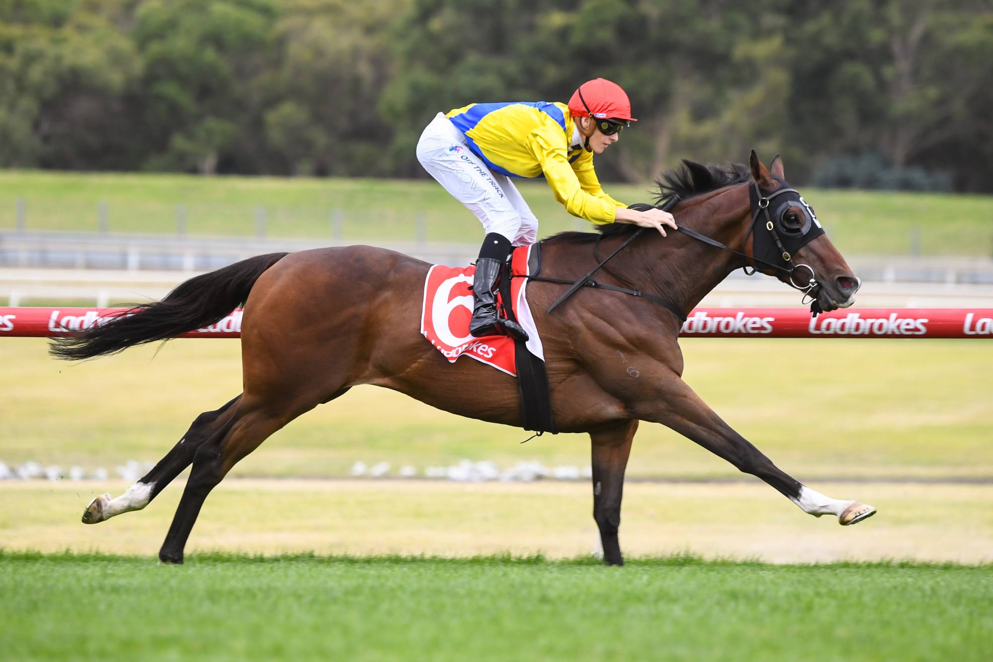 Melbourne Cup 2023 field, horses, form guide and finishing order - ABC News