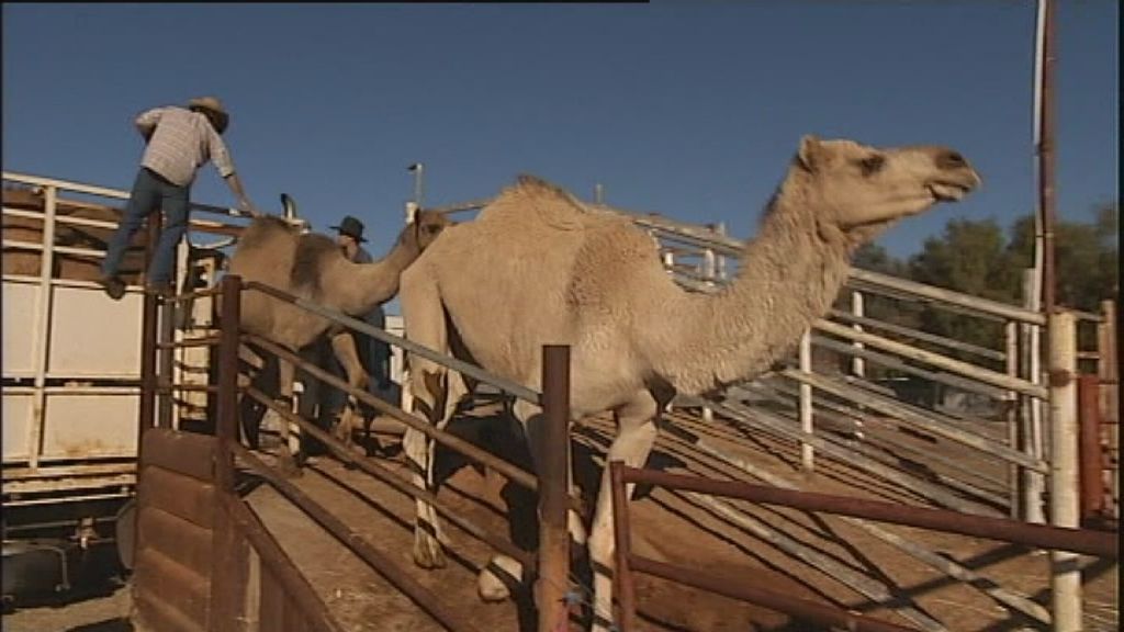 Fast track flagged for Camel Cup - ABC News