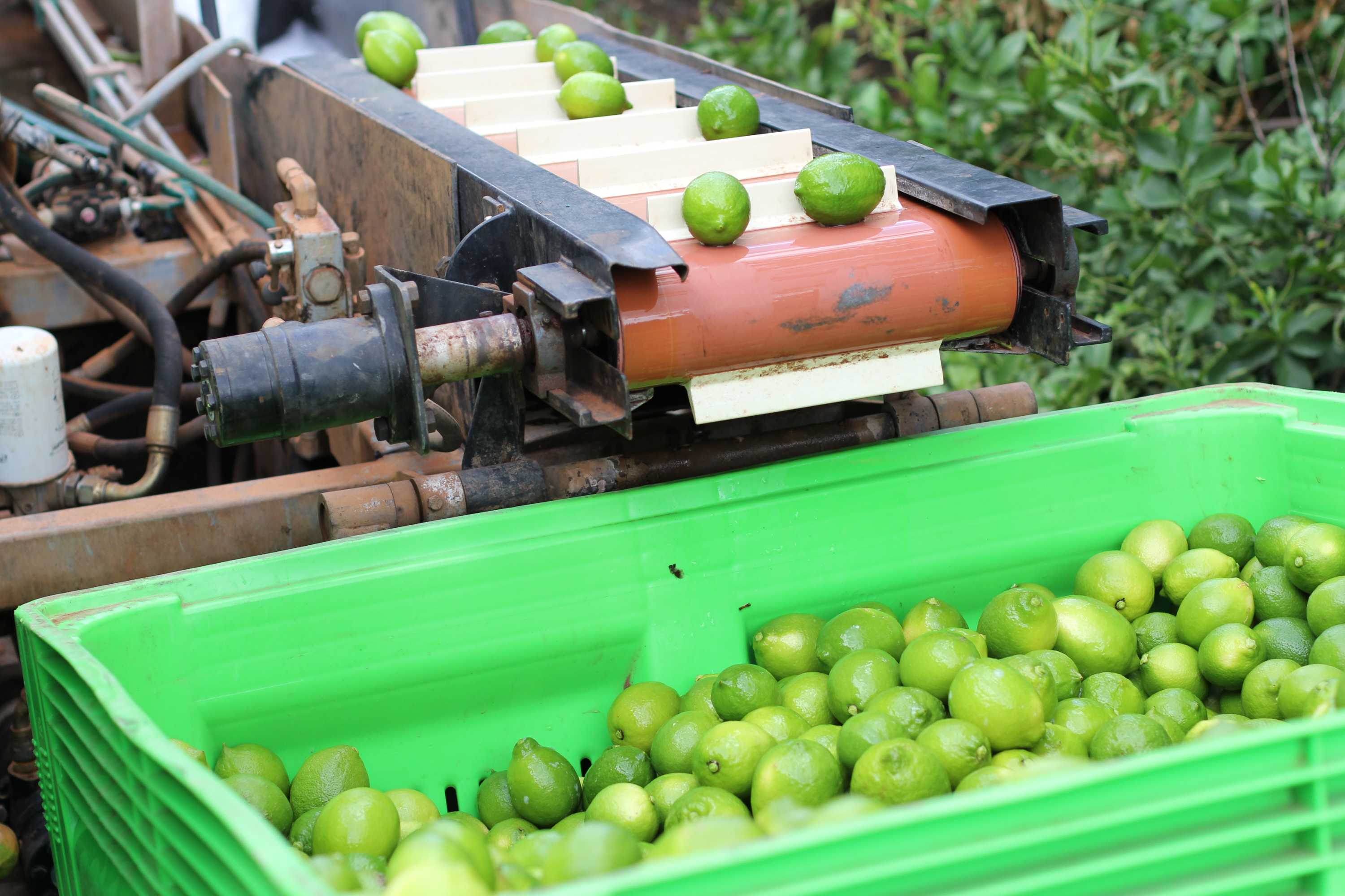 Lemon harvest starts at Northern Territory's largest farm - ABC News