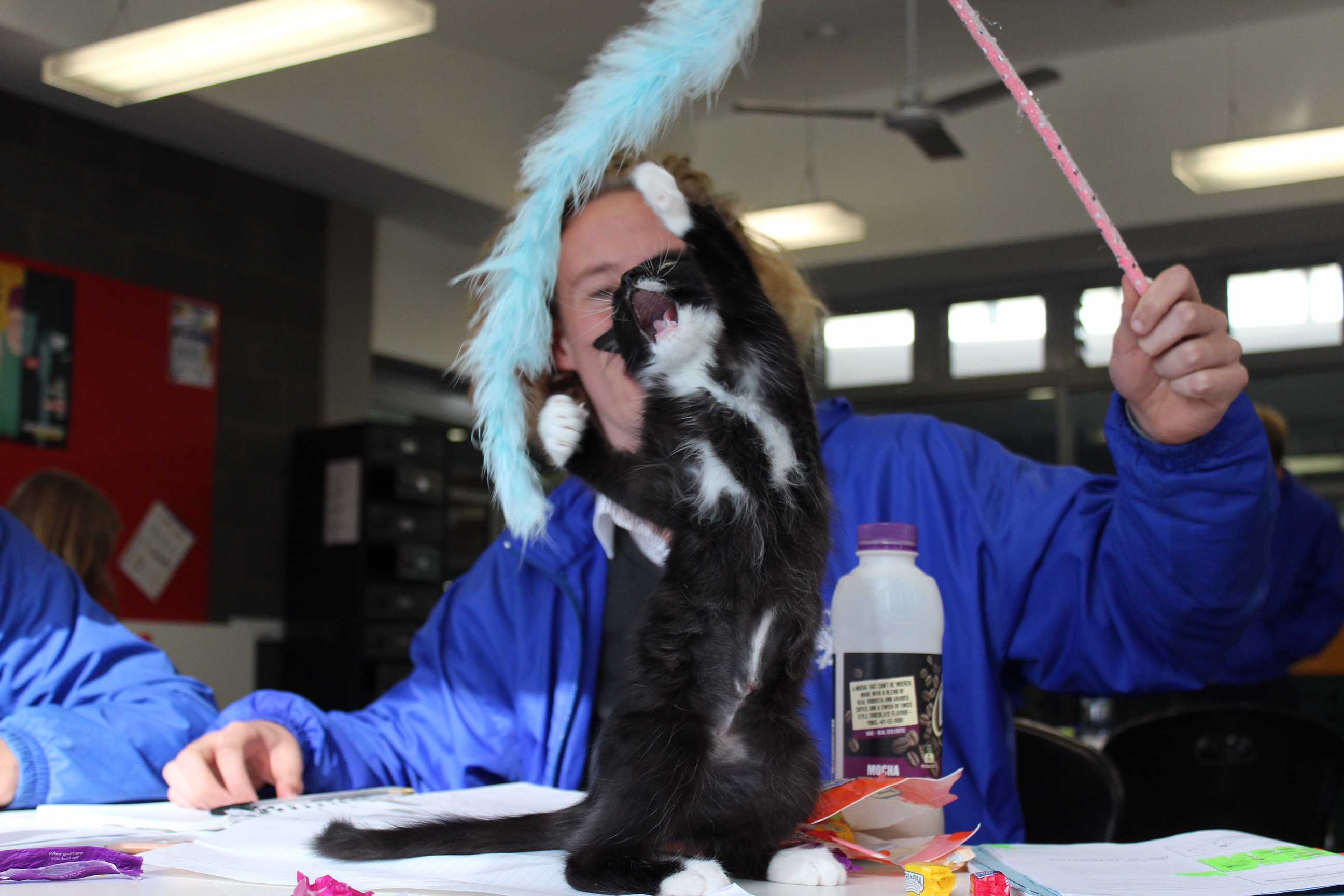 Classroom kittens help stressed Canberra students ahead of exams - ABC News